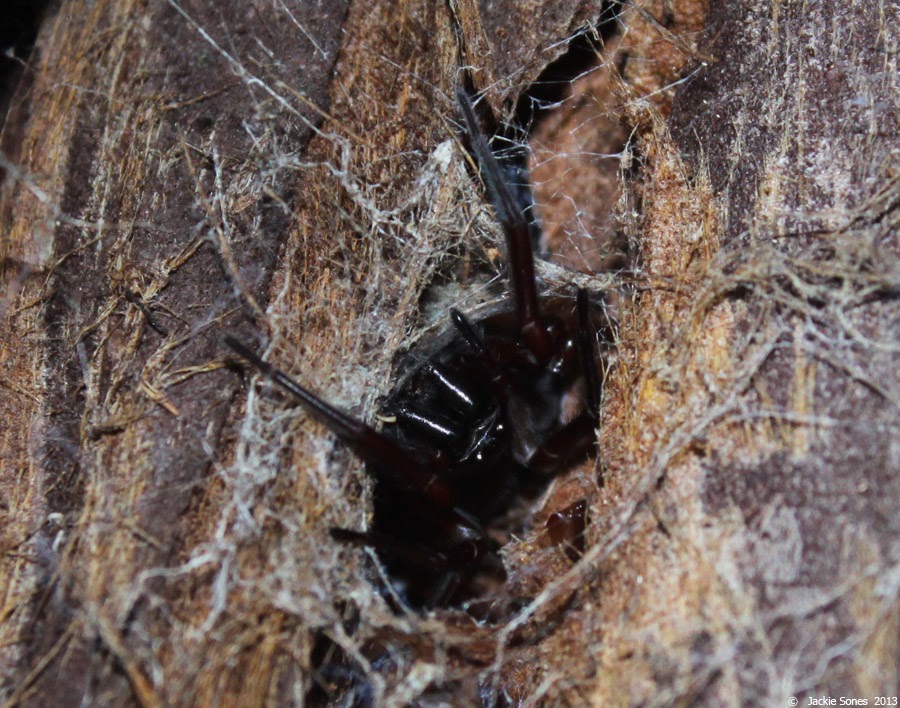 The Natural History of Bodega Head: Boo!