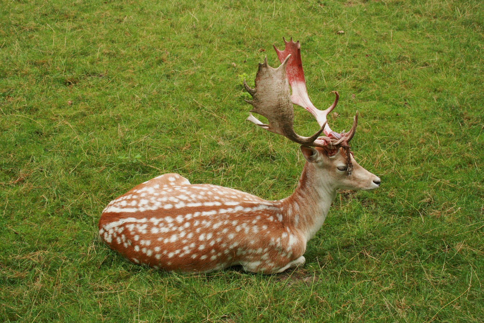 vogelsenzo: Een nieuw gewei