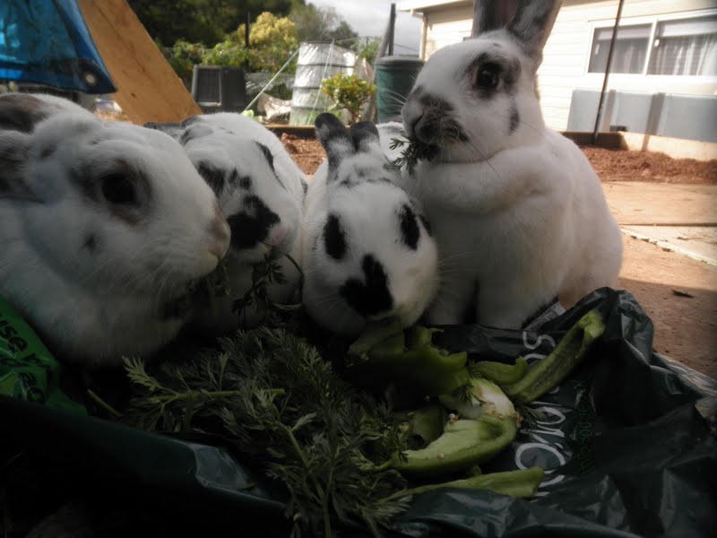 Fairy Castle Farm: Bunny Care and Rare Old English Spot/Butterfly Bunnies