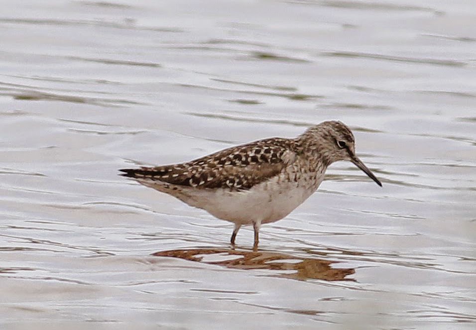 Another Bird Blog: It’s A Fluke