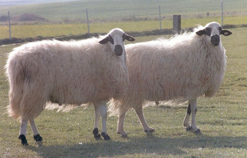 mundodeanimal: Ovejas "Información"