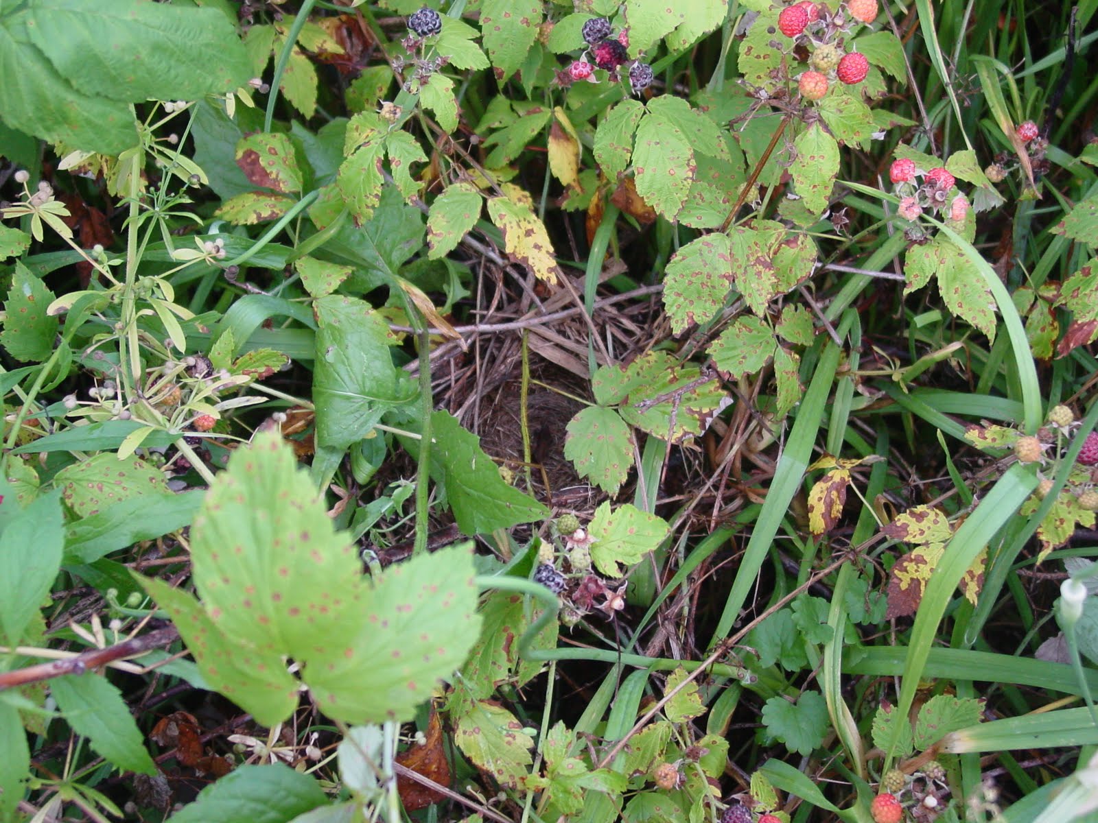 crow: weed until you find berry birds and bees