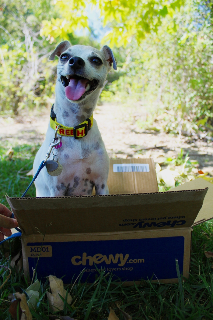 HAPPYHAZEL: What's in the Chewy Box? :):):) Who's Grandma Lucy? Chewy ...