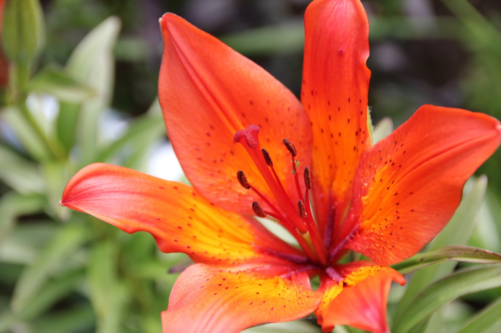 Katarineshage: Liljer