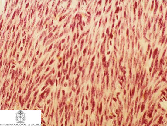 Las Células Vegetal y Animal: Formas de las célula.