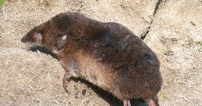 Synapsida: The Laziness of Venomous Shrews
