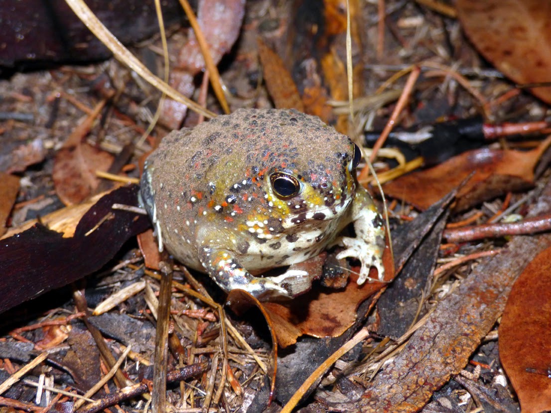 Reptiles and amphibians of South East Queensland: April 2015