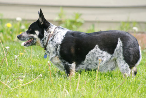 Cowboy Corgis: Cowboys