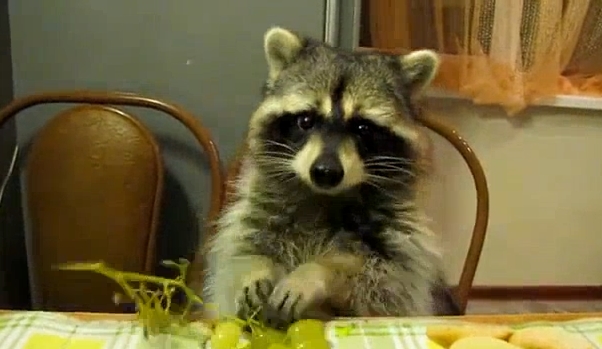 White Wolf : Russian Raccoon Eats All Of The Grapes (Video)