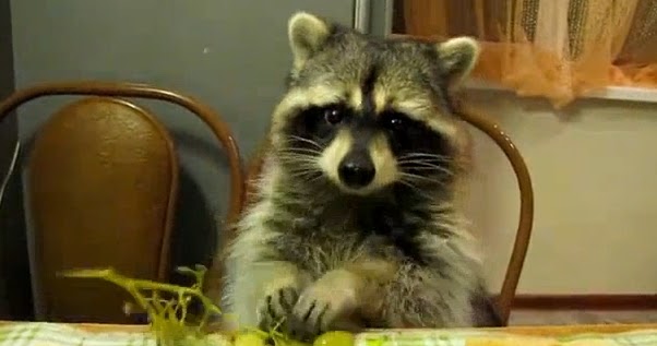 White Wolf : Russian Raccoon Eats All Of The Grapes (Video)