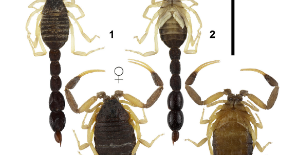 The Scorpion Files Newsblog: A revision of the cryptic genus ...