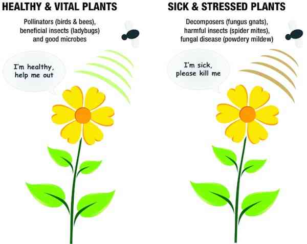 Why pests attack your crops and How to stop it?
