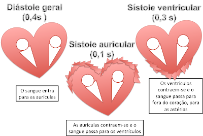 Joana Silva: O ciclo cardiaco