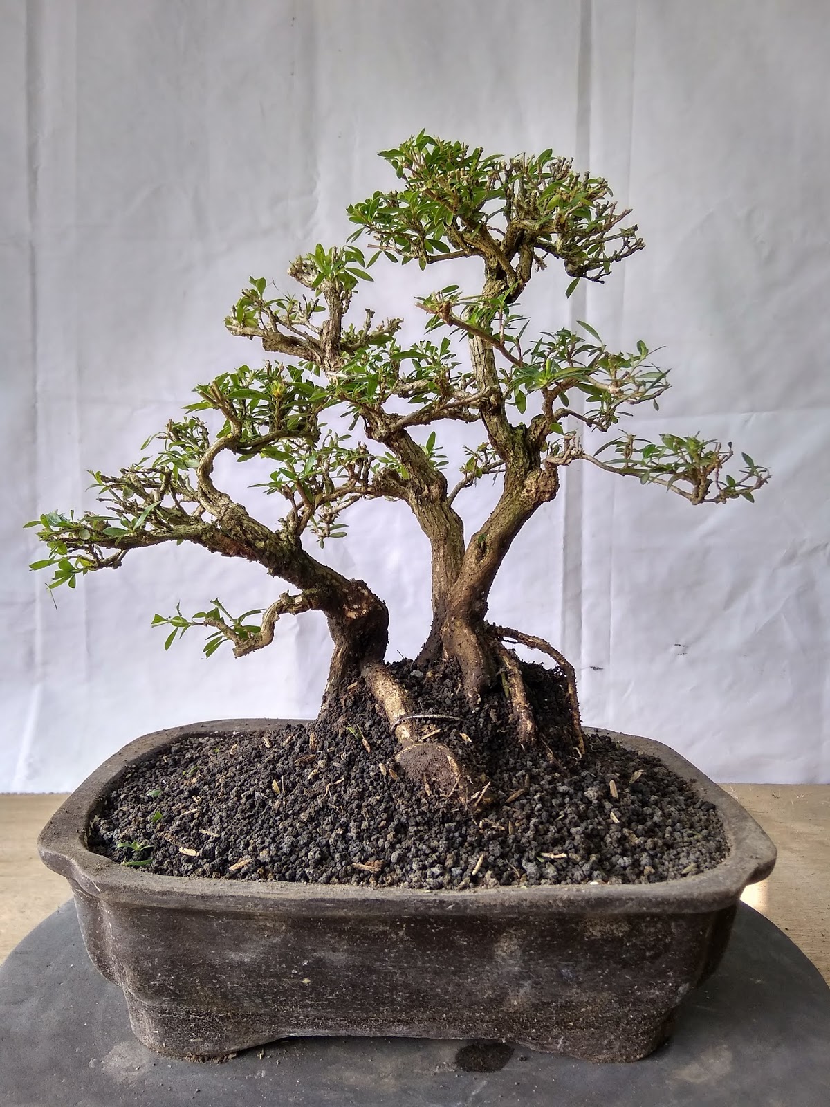 Bonsai Serissa Foetida Triple Trunk 12.742 N | Indonesian Bonsai To ...