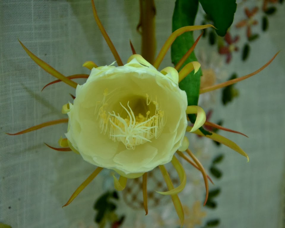 My little vegetable garden: Bakawali - Queen of the night at Seri ...