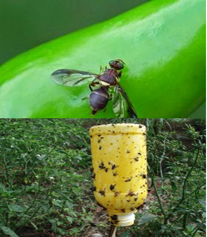 Easily Pests Control: Pests In Chilli and How To Pest Control In Chilli ...