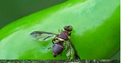 Easily Pests Control: Pests In Chilli and How To Pest Control In Chilli ...