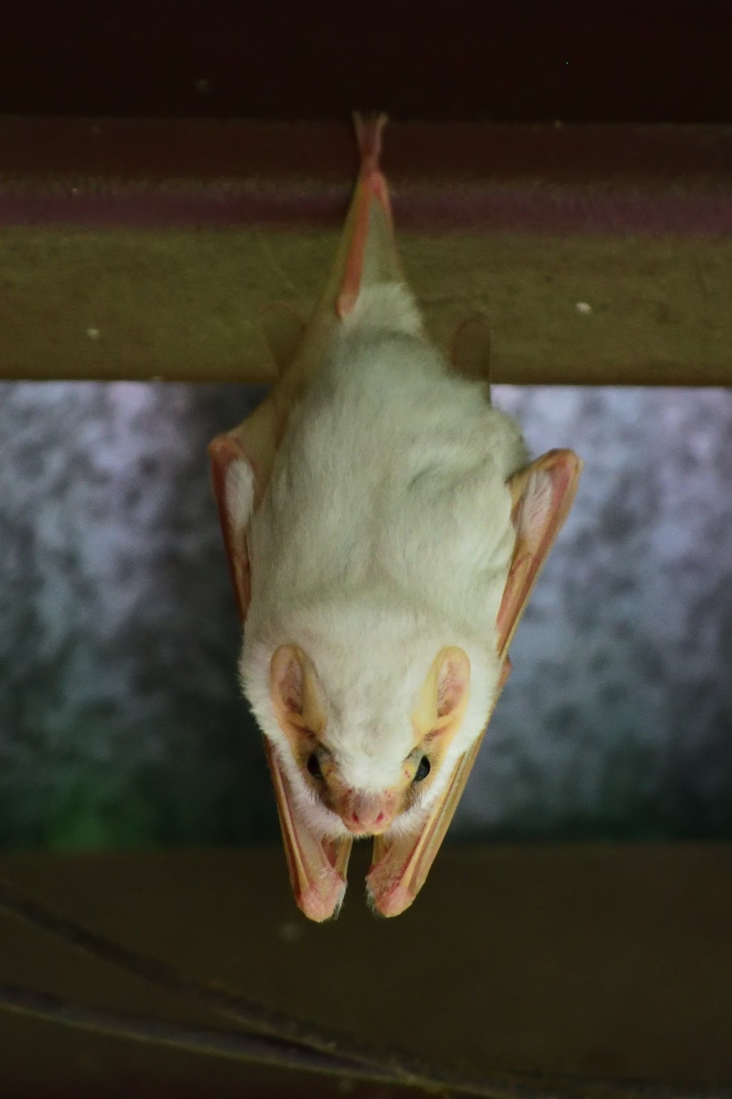 Northern Ghost Bat
