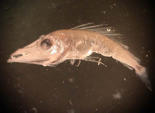 Artes de Pesca: VAMOS A PESCAR PICUDO