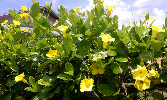 JUAL TANAMAN DAN RUMPUT TAMAN: jual pohon merambat alamanda | tanaman ...