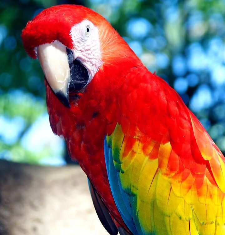 Burung Bayan ~ Ruana Sagita