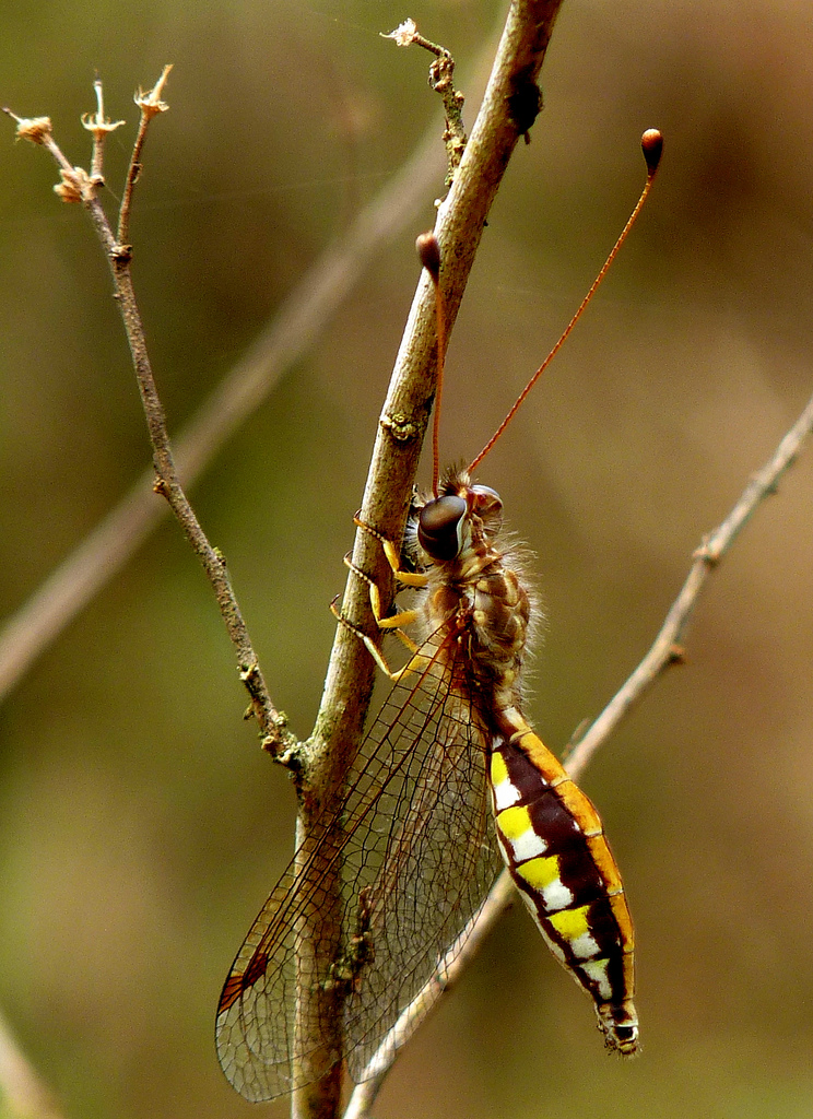 Real Monstrosities: Owlfly