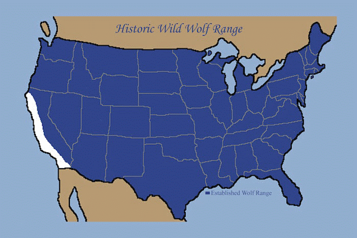 Gray Wolf Timeline
