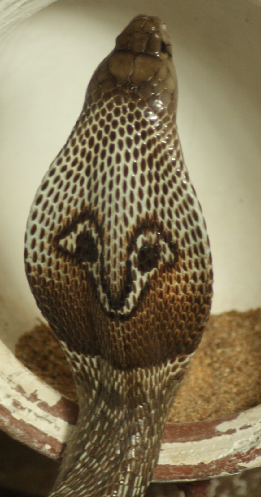 Meena's Space: Of Nagas.....