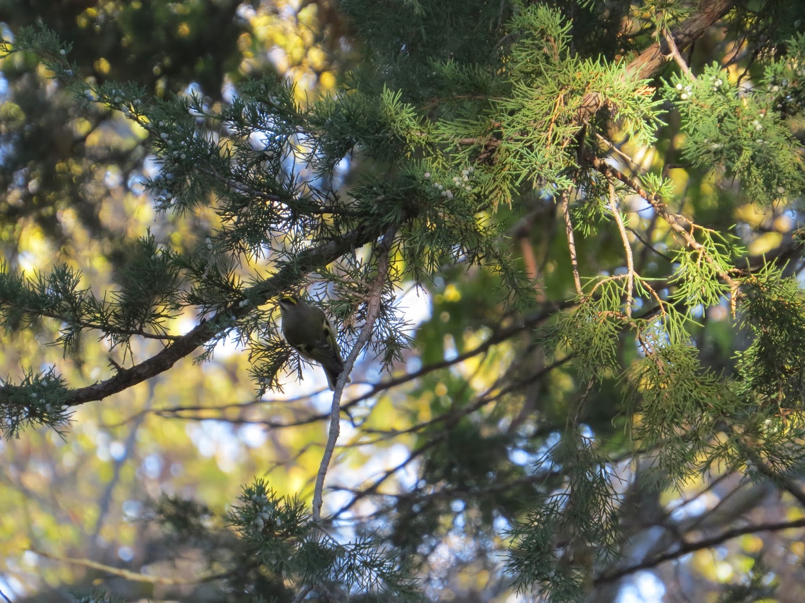 Birding Is Fun!: Nemesis Birds Conquered...and Mourned