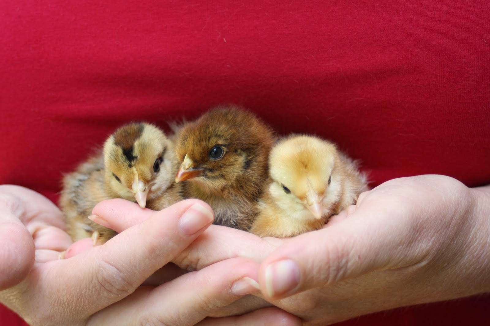 Debbie's Delectable Delights