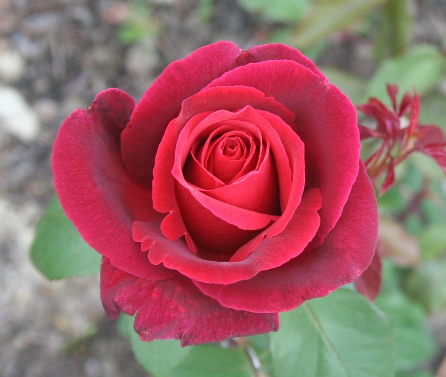 Our Garden Journal: Our First Spring Roses