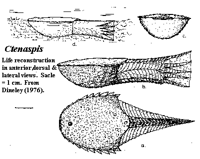 PaleoStories: Heterostraci alla ribalta Parte 3: Amphiaspididae e le ...