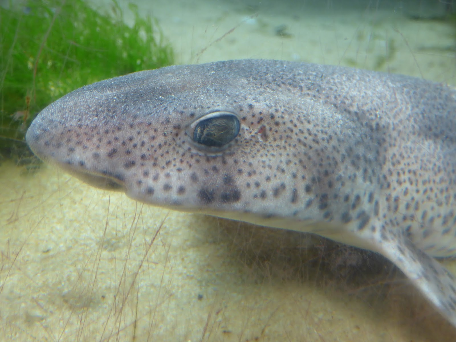 Sammy's Natural World: 2015