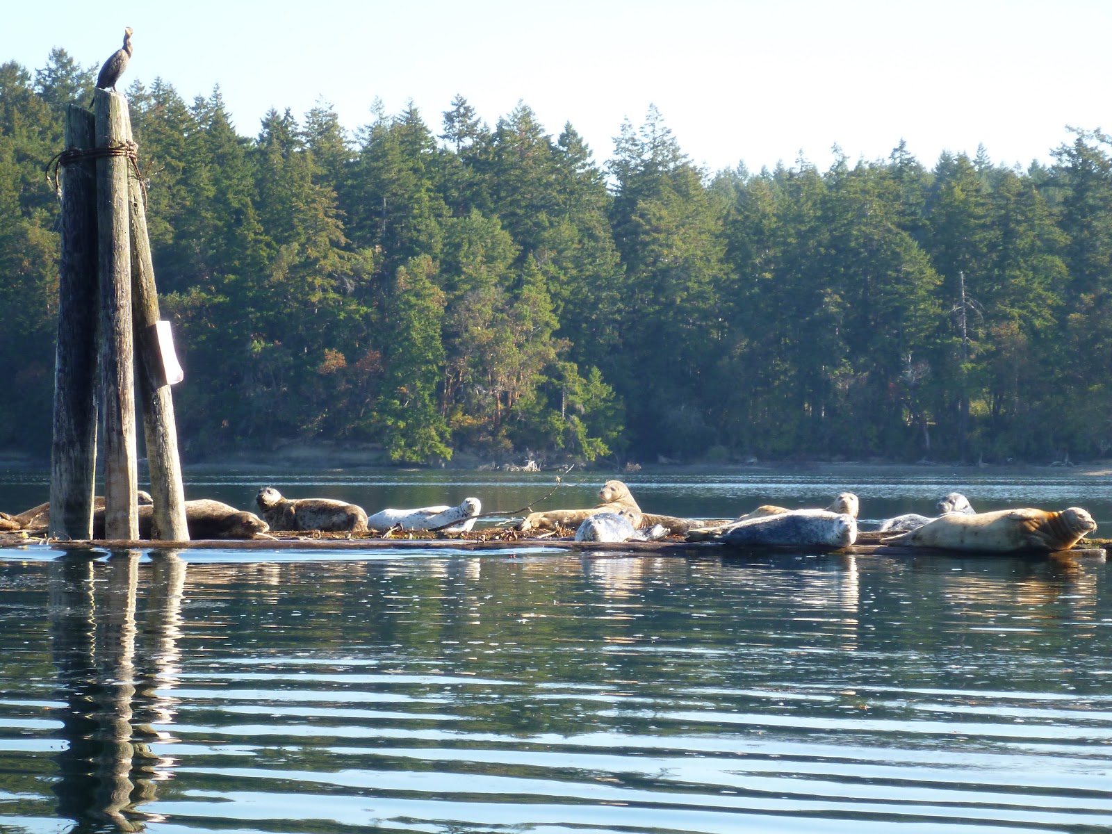 Kayakventures: Misadventures in sea kayaking: Eld Inlet - Frye Cove
