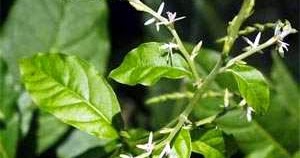 Beneficios del anamú - Acércate mas