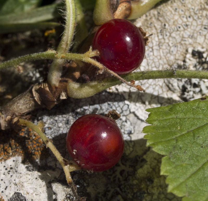 Paseos por la naturaleza: Ribes petraeum. Grosellero rojo.