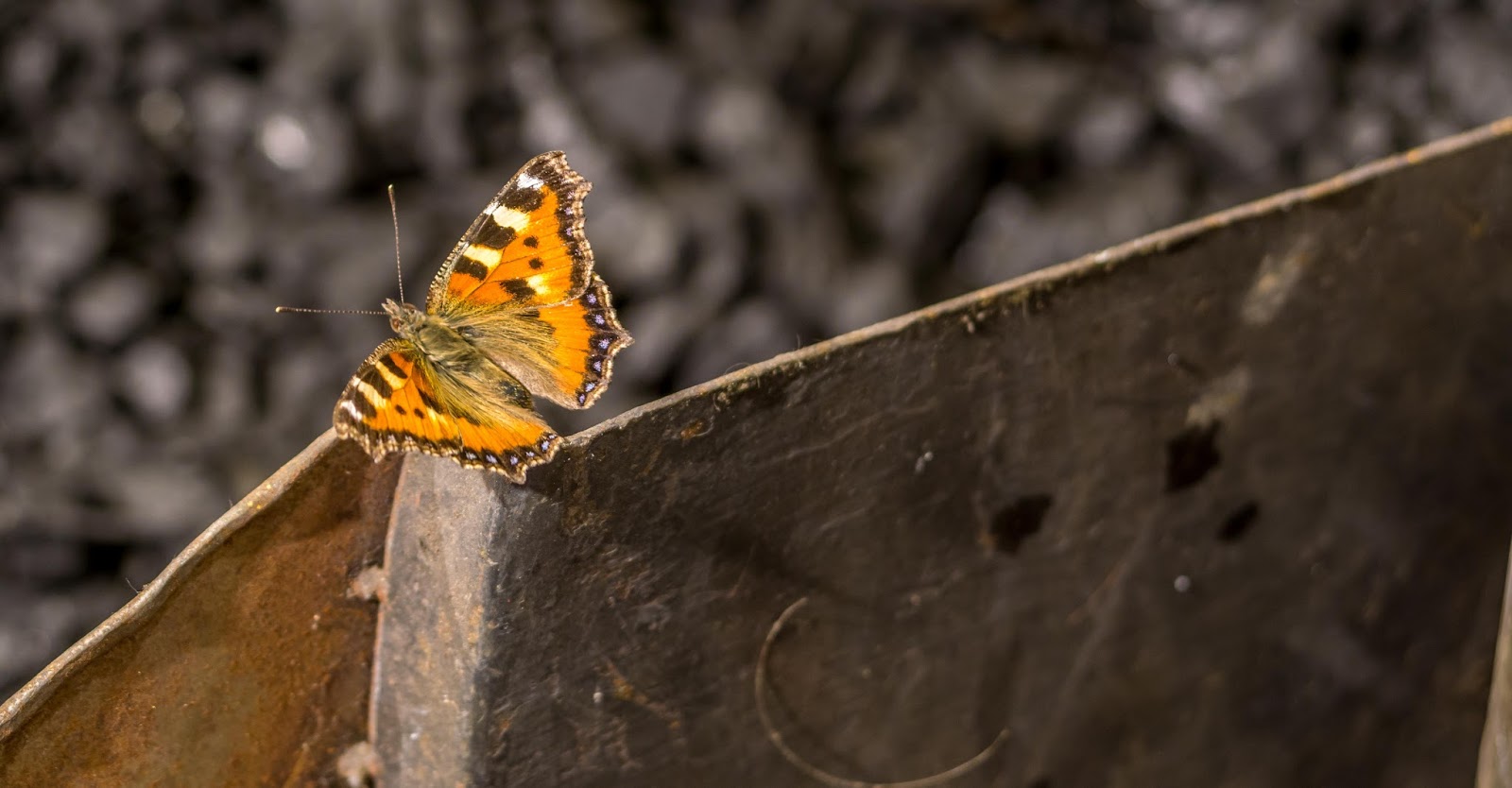 Jaan Kolberg: LIBLIKAS SEPIKOJAS