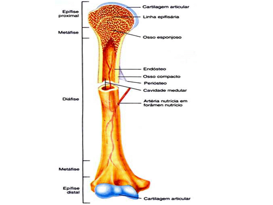 Anatomia Do Osso Longo - BINKEDU