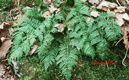 The Classification Of Ancient Ferns - Life Is Beautiful
