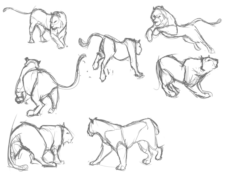 The Story of James: Tiger sketches