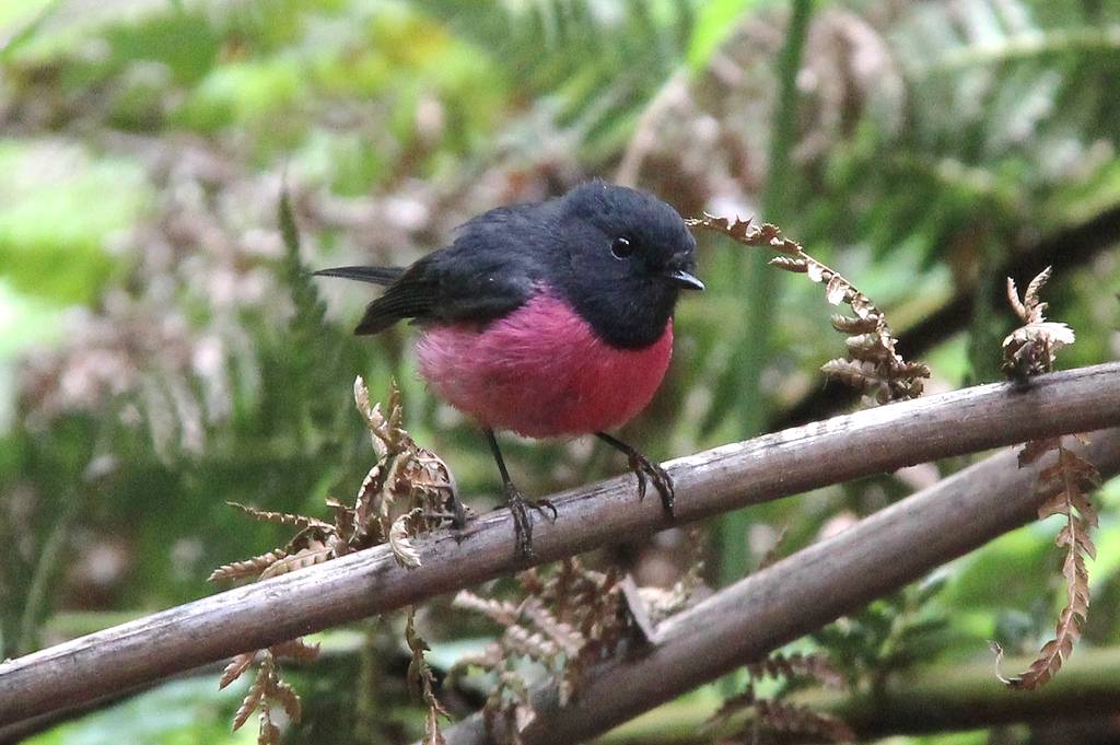 The Pink Robin: The Gloriously Pink-breasted Bird | The Ark In Space