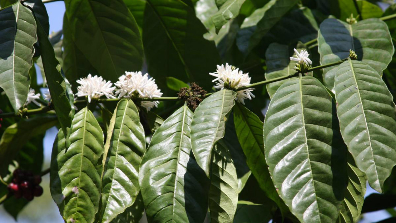 Bean and Leaf - kafa i čaj