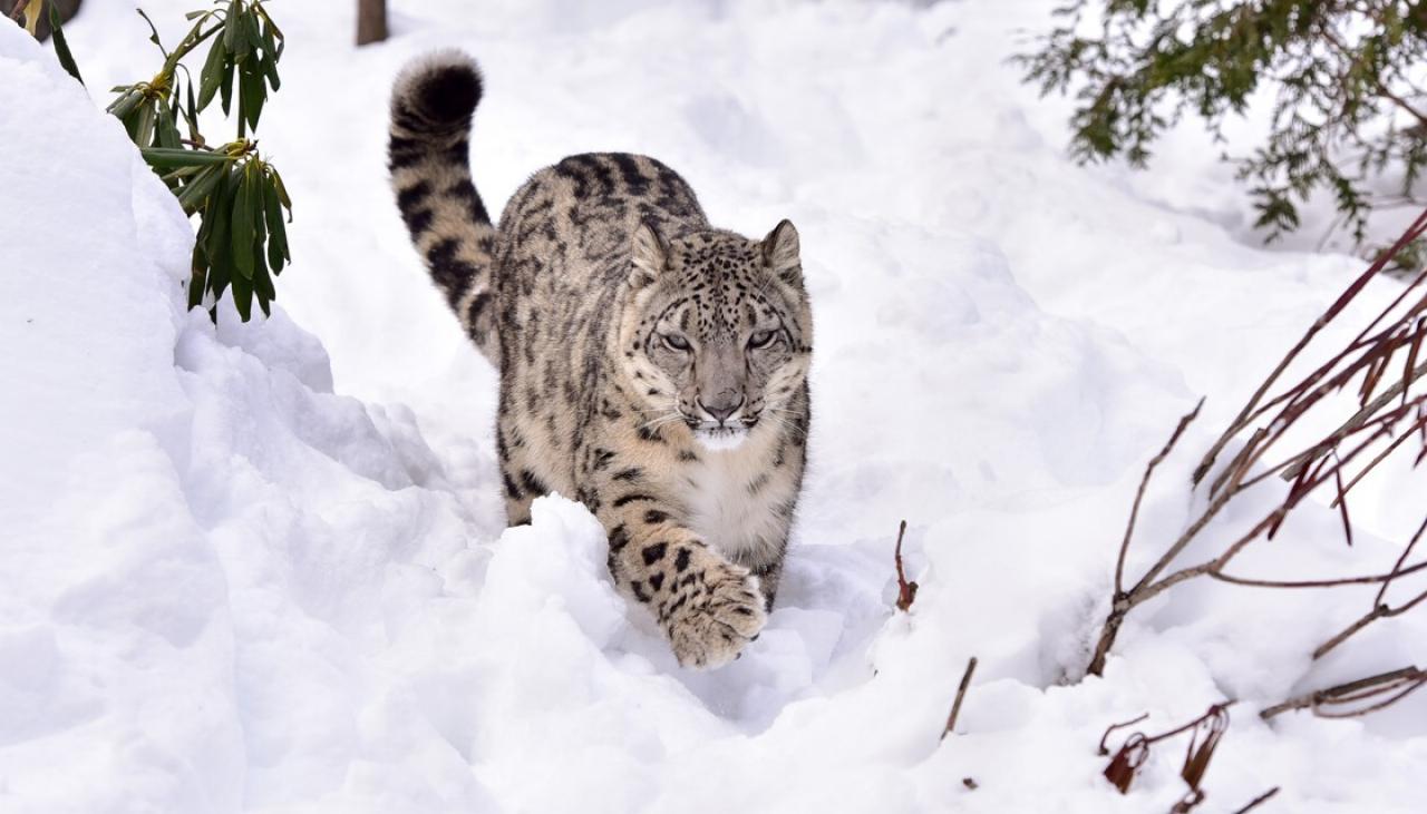 Snow Leopard spotted in Lippa-Asra wildlife sanctuary in Himachal ...