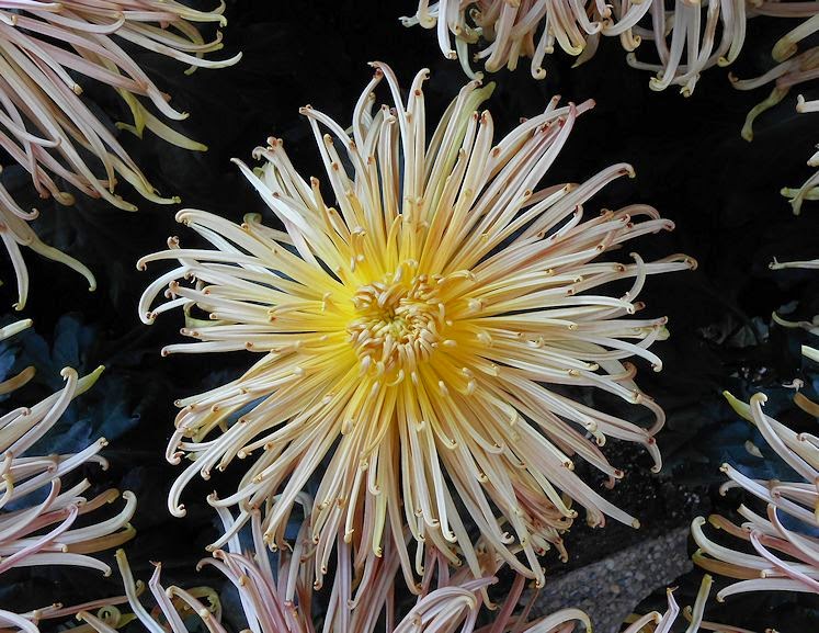 My Virtual Garden 2: Mum Day