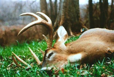 A Dixie Lady Deer Hunter: Bob's Nice Buck