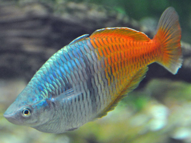 List Of Freshwater Fish Beginning With B | Animals Name A To Z