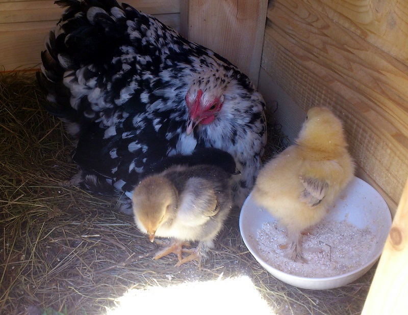 Selle kevade esimesed tibud.