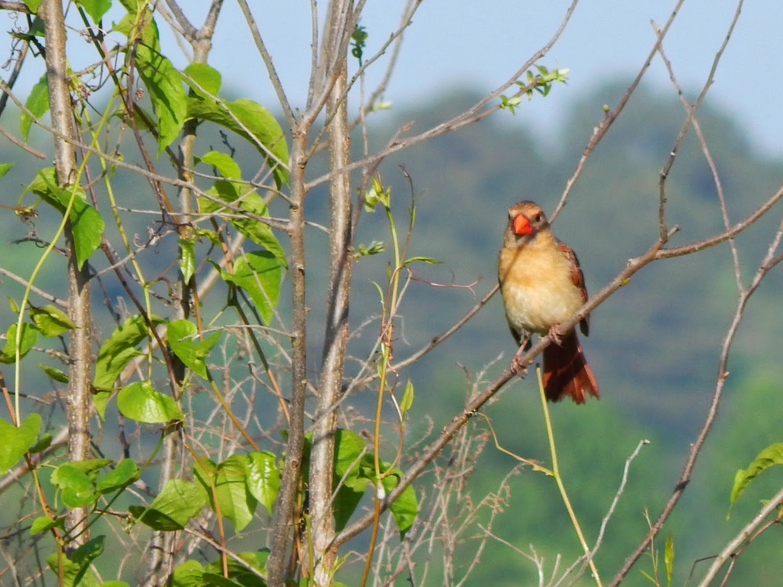 Central Louisiana Birding & Wildlife: Willow Lake, Bushley Bayou, and ...