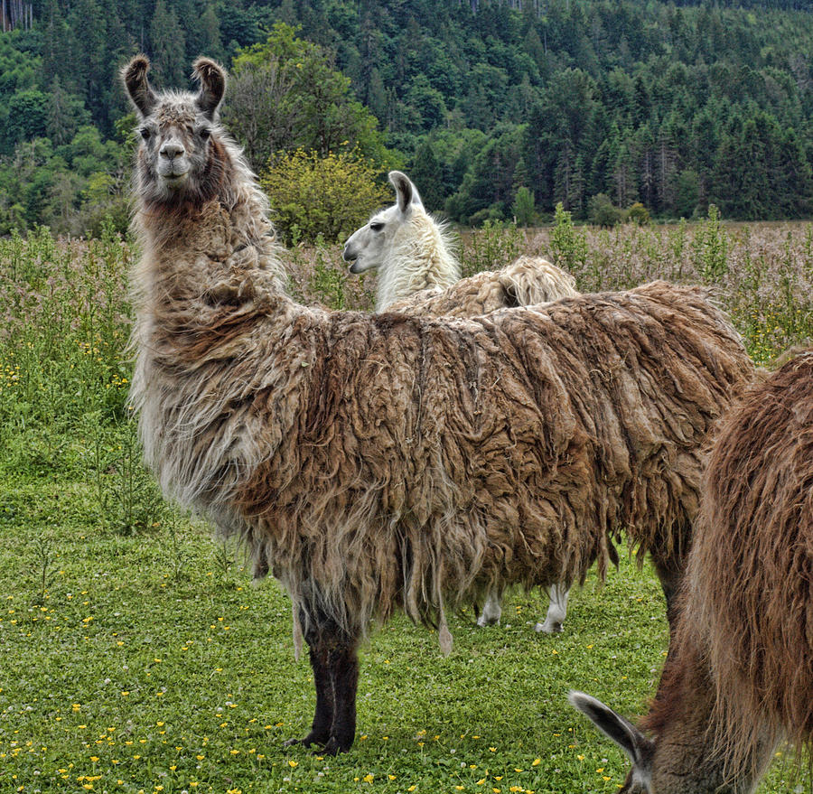 Rees- Haapsalu sallid, uued koekirjad, pits ja lõngad: Looduslikud kiud