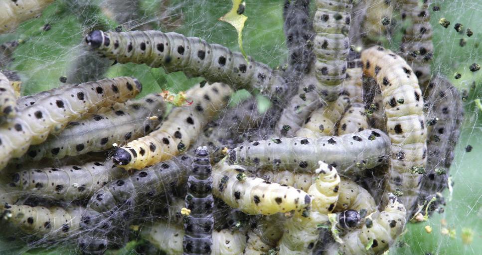 Fokke's Blog: Mannen in rare pakken ruimen rupsen